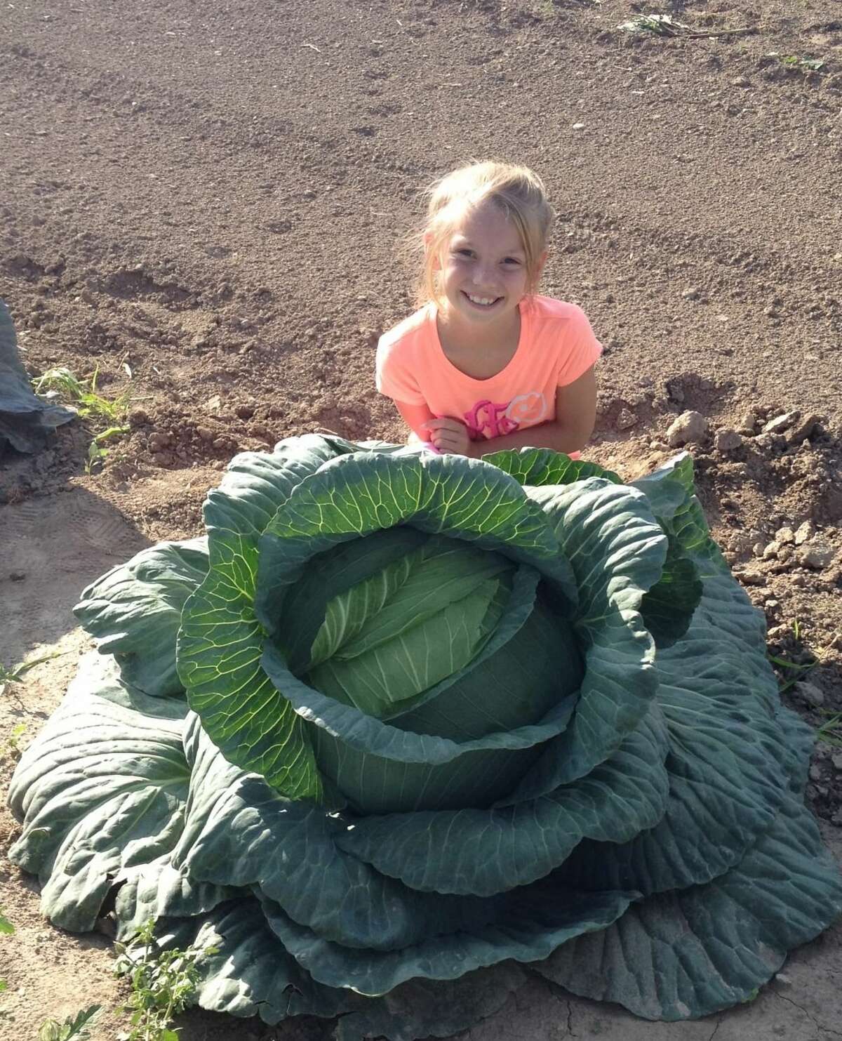 Giant cabbage growing competition introduces kids to gardening and ...