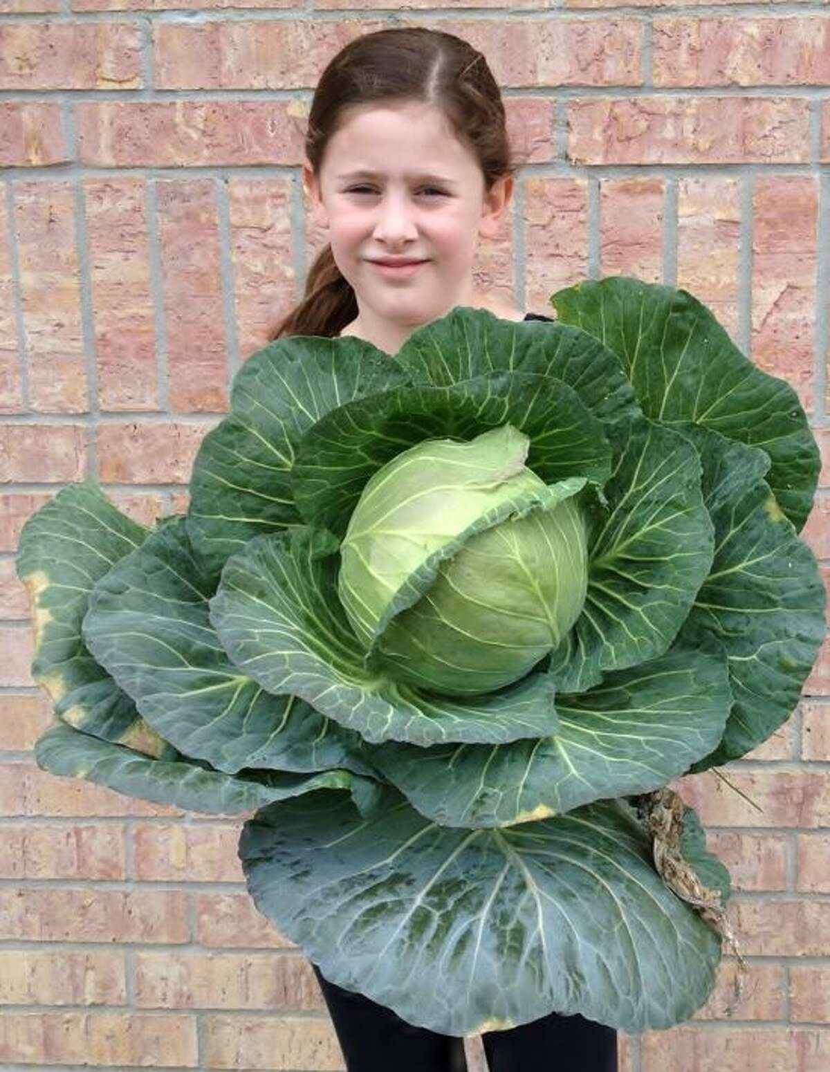 Giant cabbage growing competition introduces kids to gardening and ...