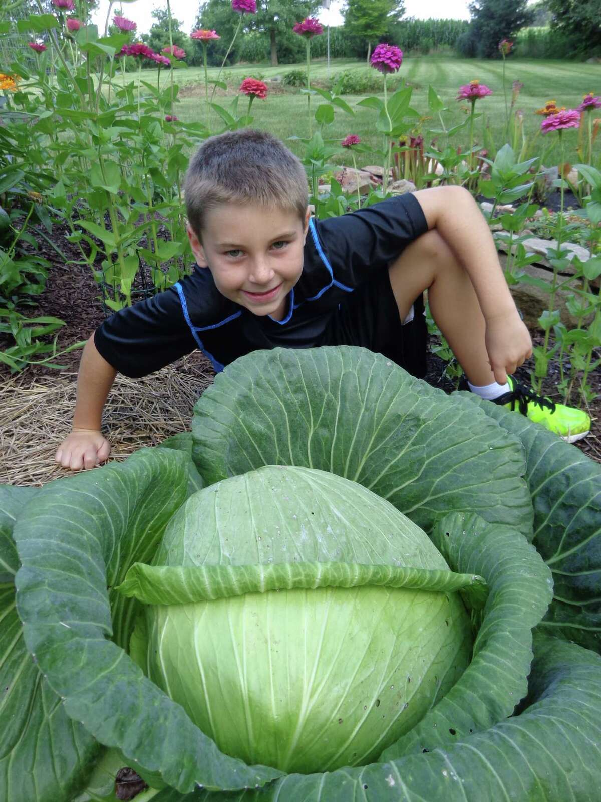 Giant cabbage growing competition introduces kids to gardening and ...