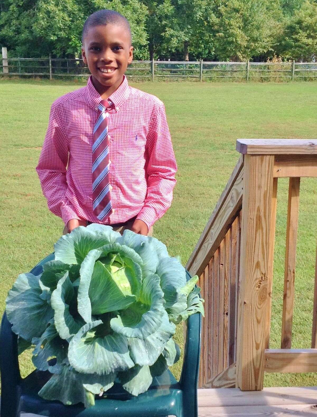 Giant cabbage growing competition introduces kids to gardening and ...