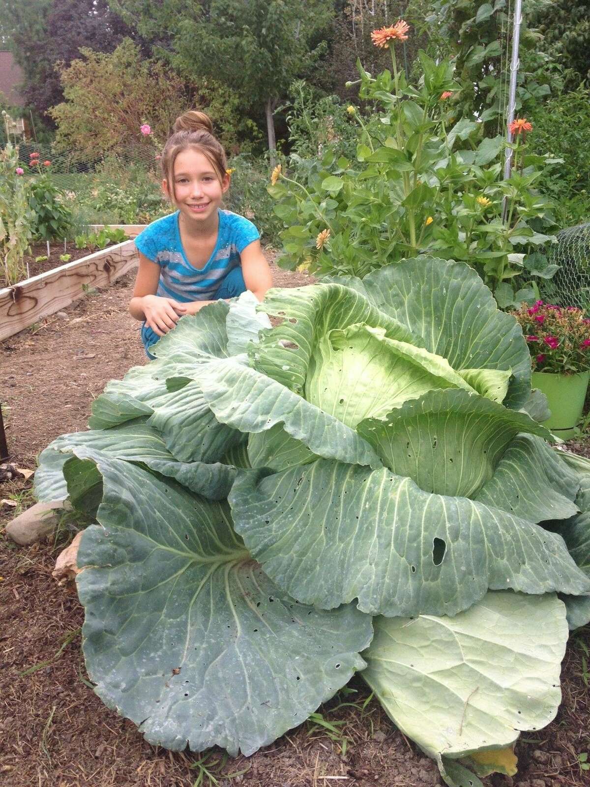 Giant cabbage growing competition introduces kids to gardening and ...