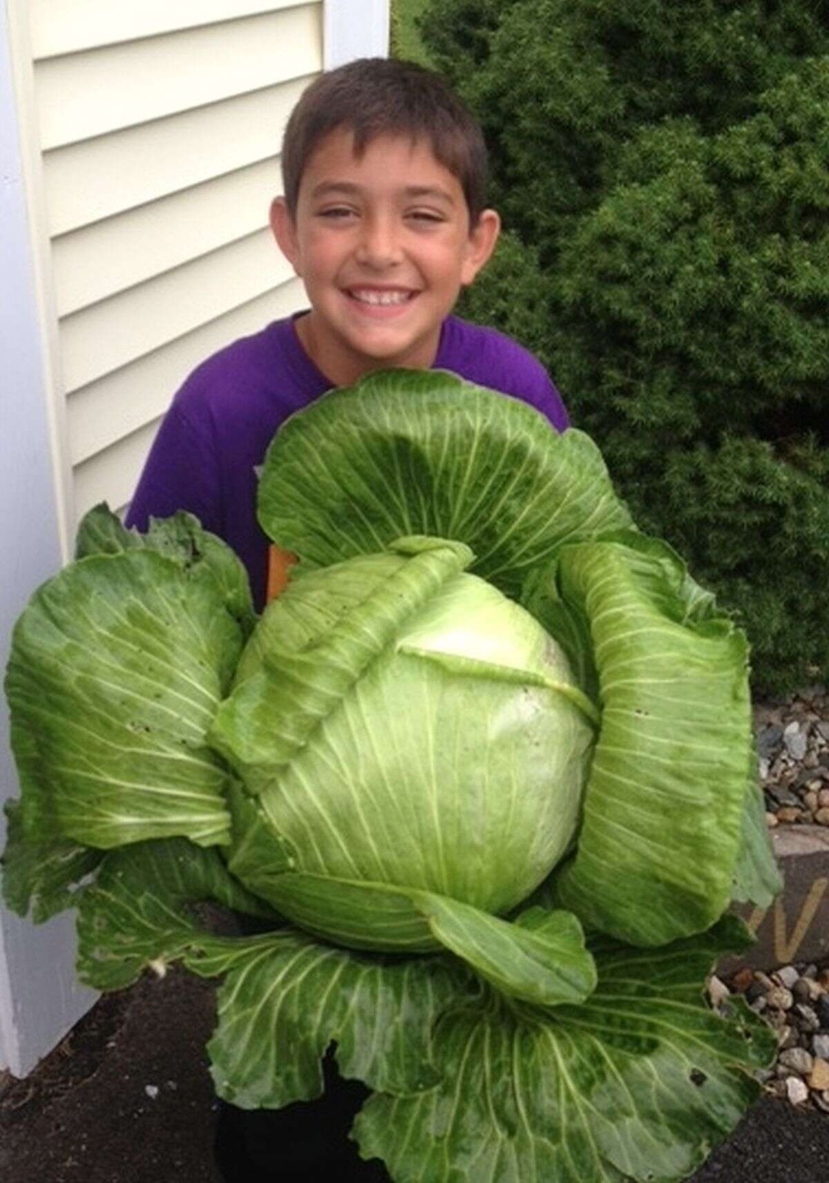 Giant cabbage growing competition introduces kids to gardening and ...