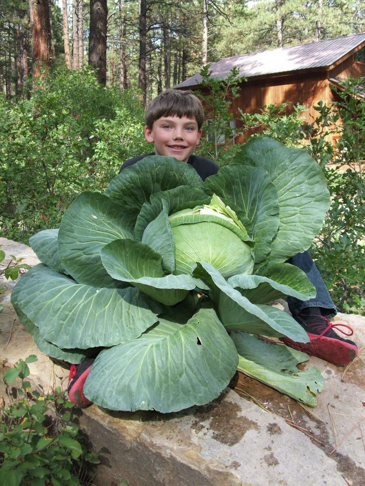 Giant cabbage growing competition introduces kids to gardening and ...