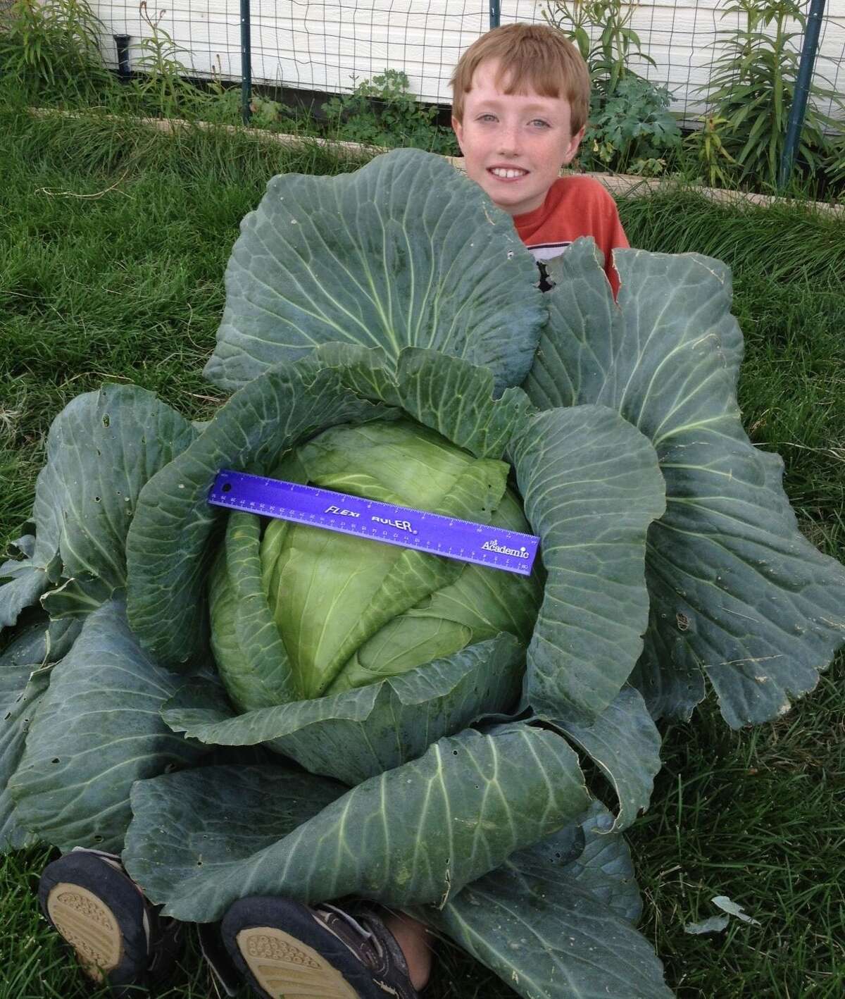 Giant cabbage growing competition introduces kids to gardening and ...