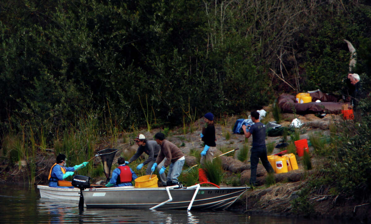 Alien fish poisoned by the thousands to save S.F.’s Mountain Lake