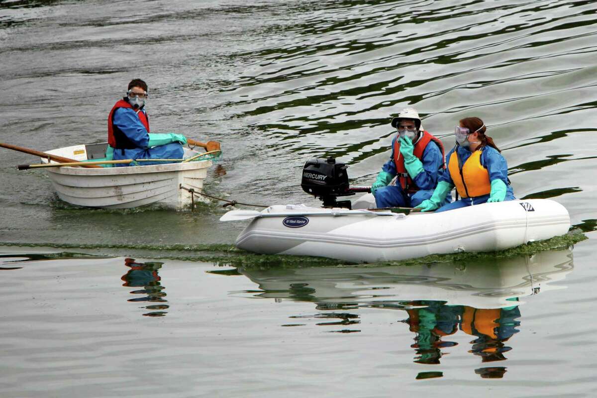 Alien fish poisoned by the thousands to save S.F.’s Mountain Lake