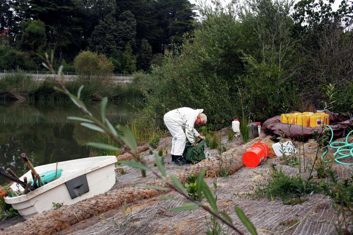 Alien fish poisoned by the thousands to save S.F.’s Mountain Lake
