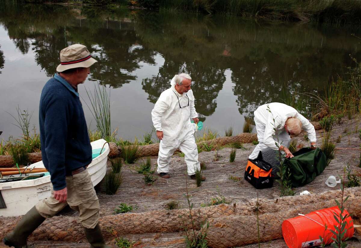 Alien fish poisoned by the thousands to save S.F.’s Mountain Lake