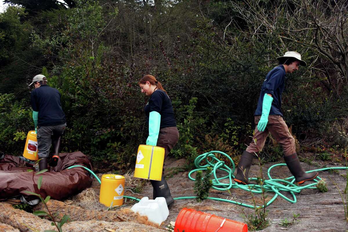 Alien fish poisoned by the thousands to save S.F.’s Mountain Lake