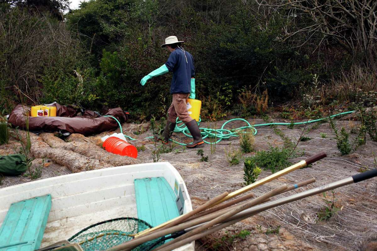 Alien fish poisoned by the thousands to save S.F.’s Mountain Lake