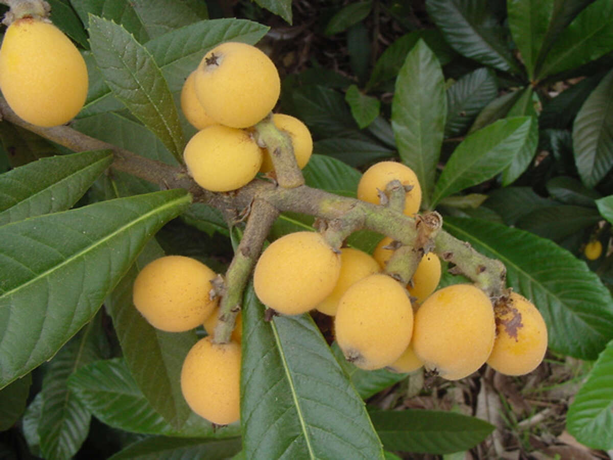 15 things to know about loquats, aka 'Chinese plums' or 'nisperos'