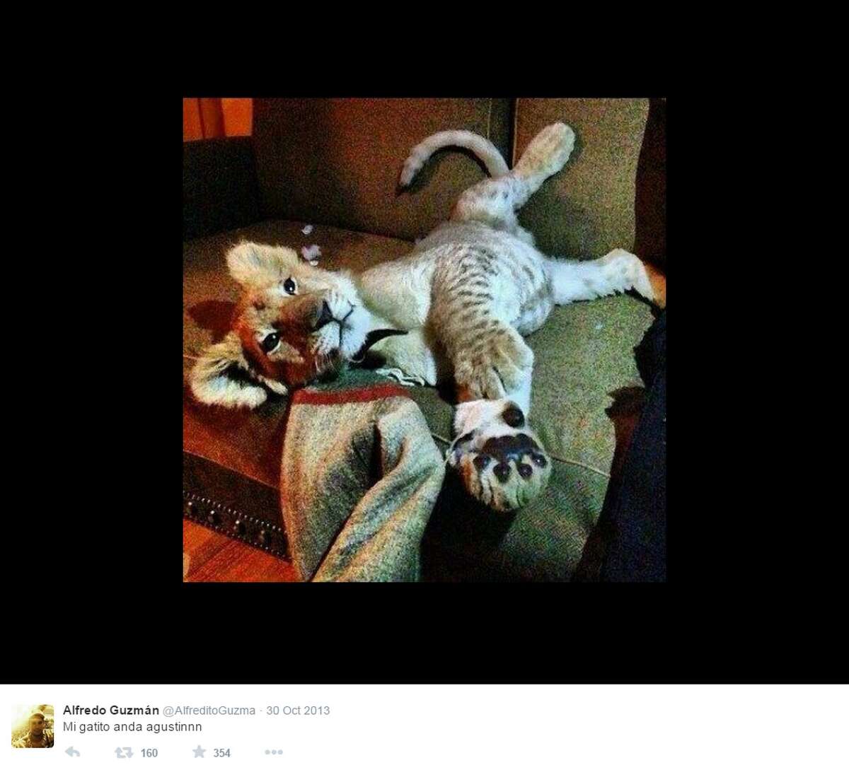 The exotic and dangerous animals of Mexican drug cartels