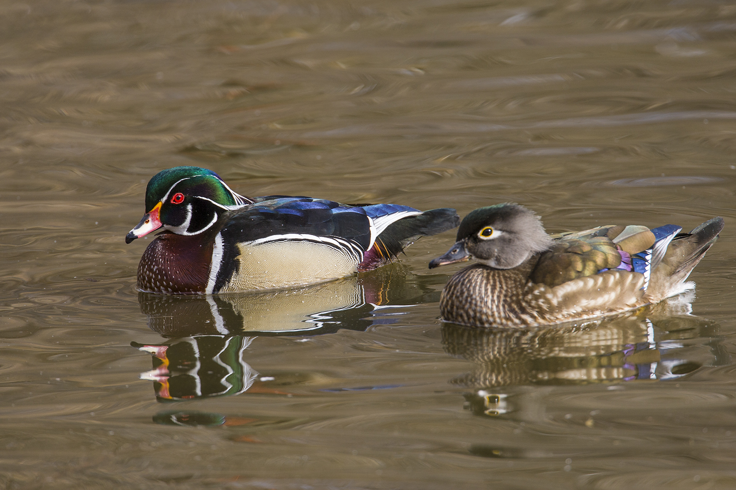 Migratory wild ducks captivate the imagination