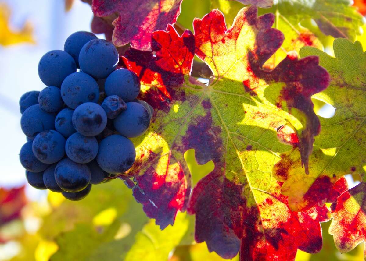 Fall foliage map predicts when the leaves will change and where