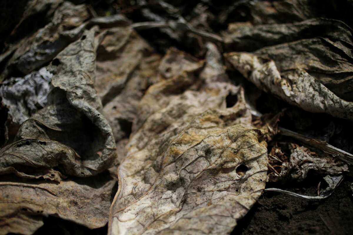 California drought hits San Mateo County coast particularly hard