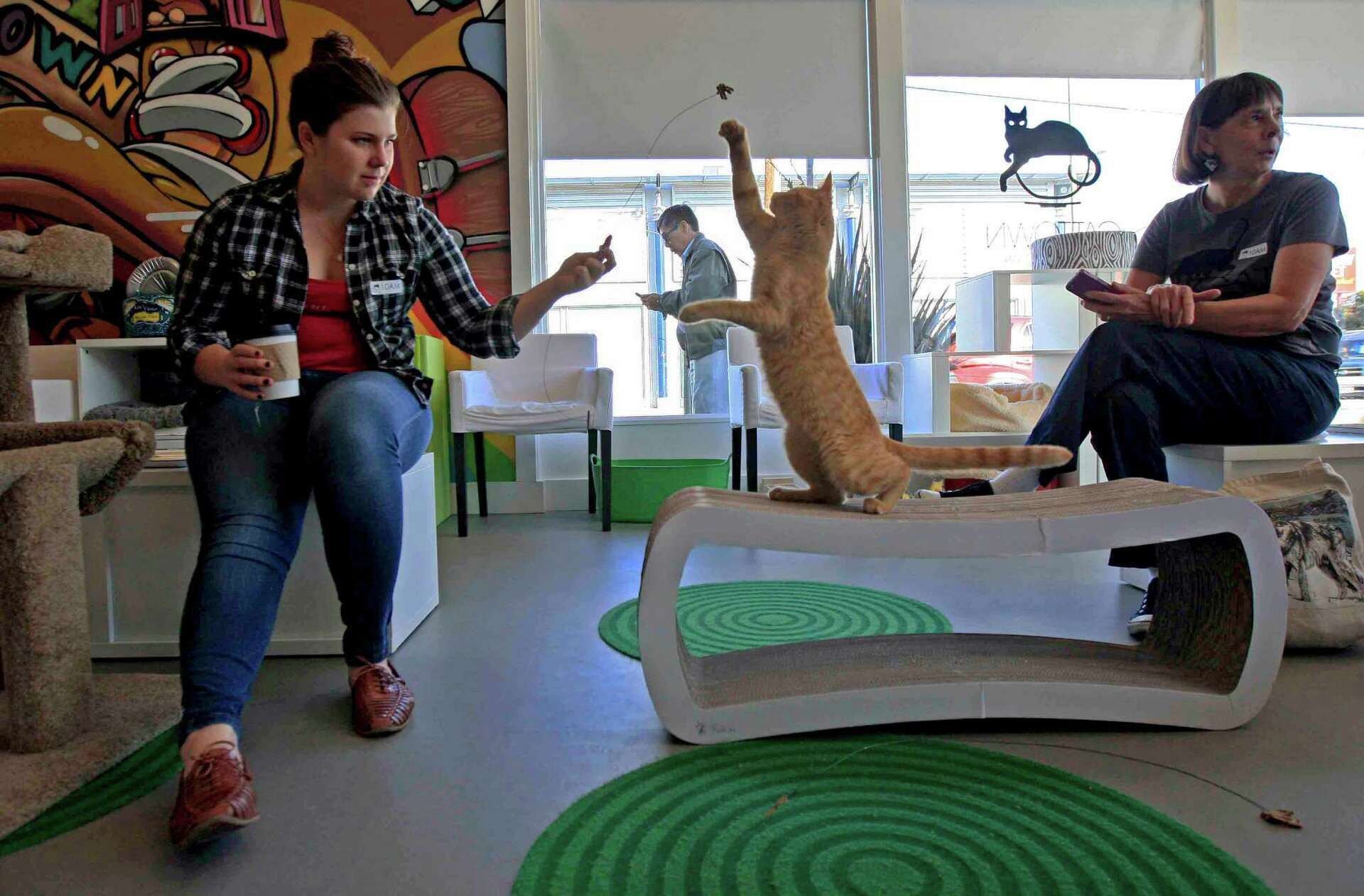 Oakland’s Cat Town Cafe a creative, humane space for adoption
