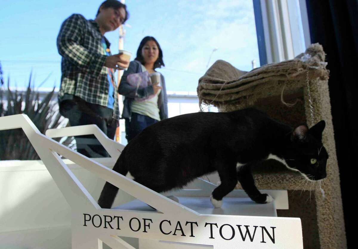Oakland’s Cat Town Cafe a creative, humane space for adoption