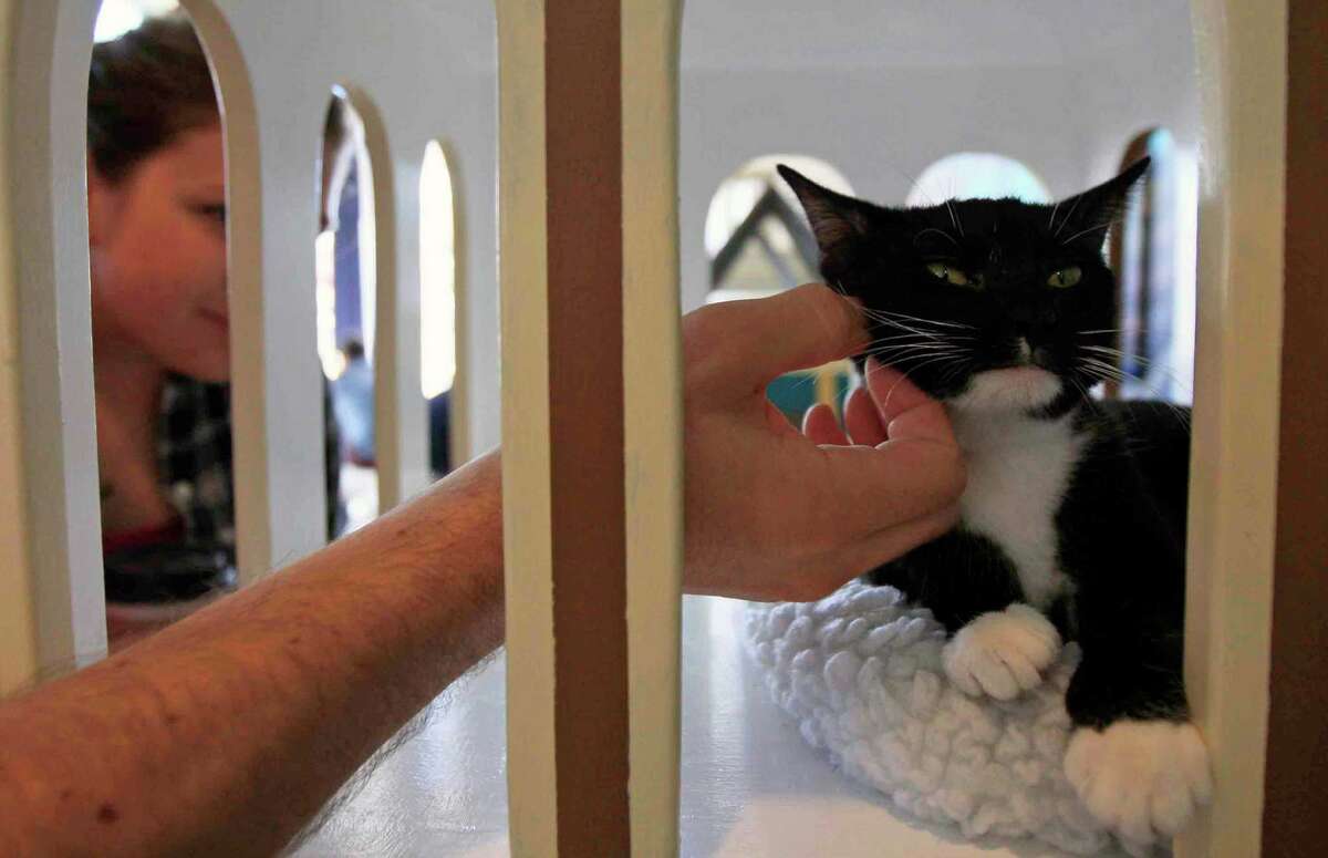Oakland’s Cat Town Cafe a creative, humane space for adoption