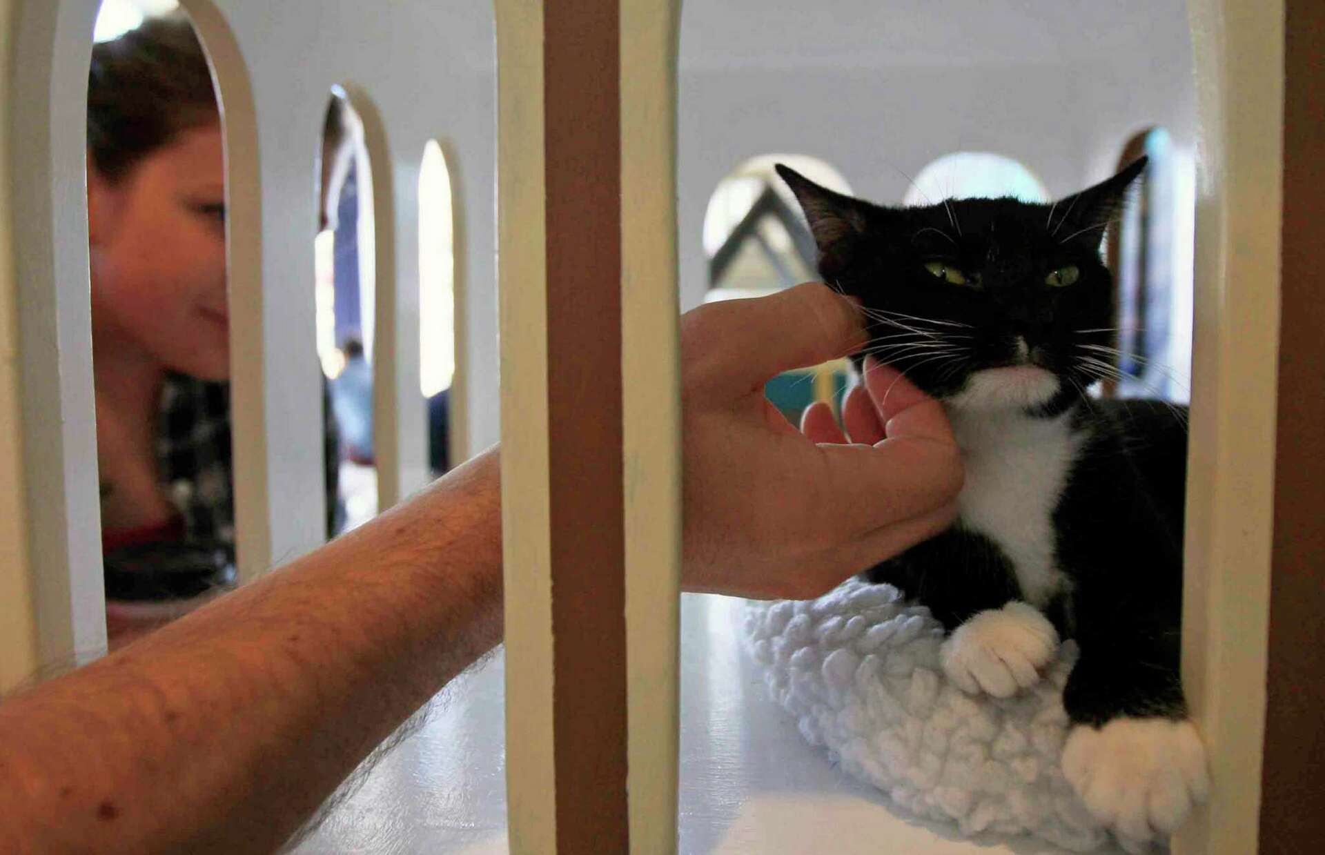 Oakland’s Cat Town Cafe a creative, humane space for adoption