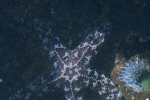 Nearly wiped out by mystery illness, California starfish make stunning ...