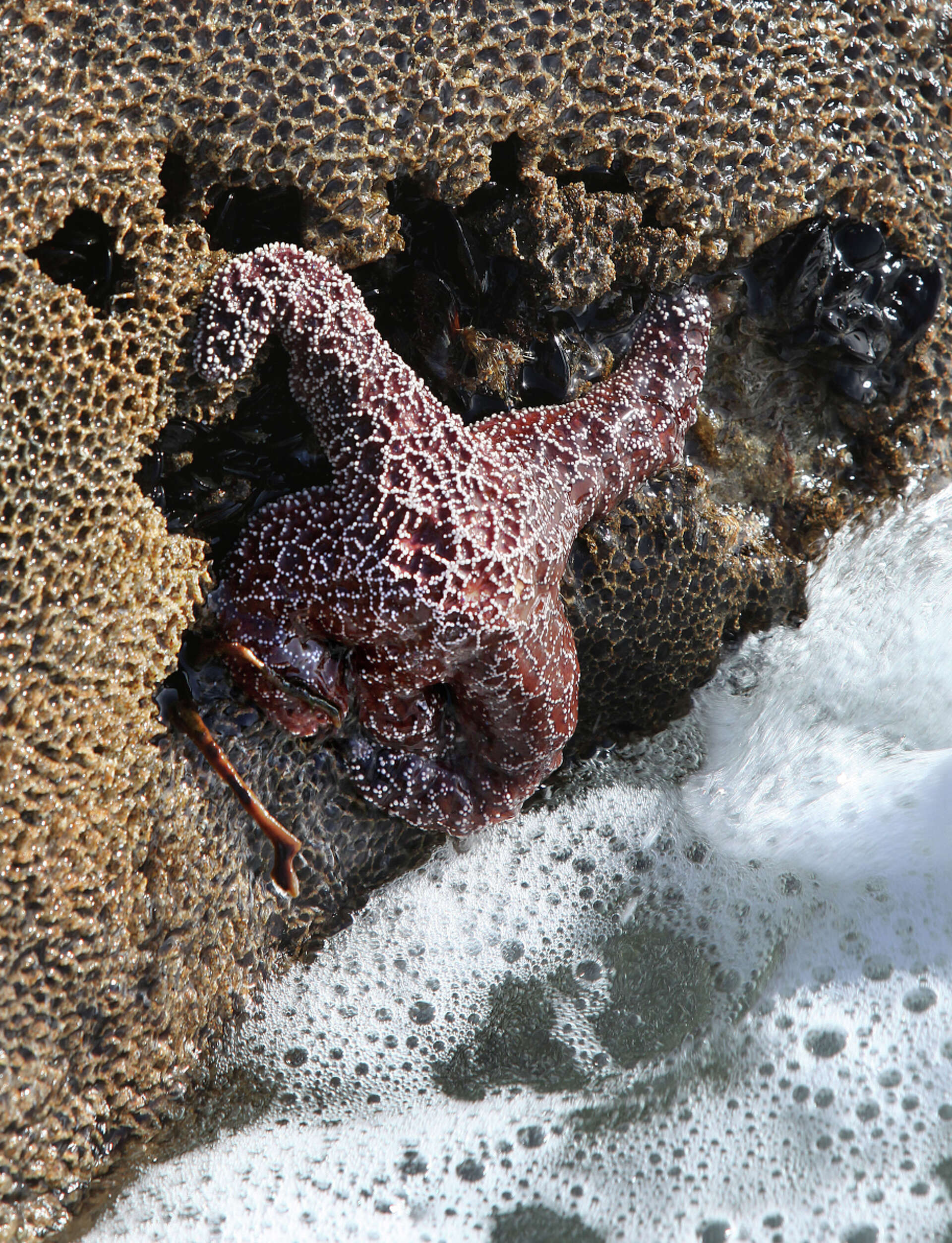 Mysterious killer of starfish identified