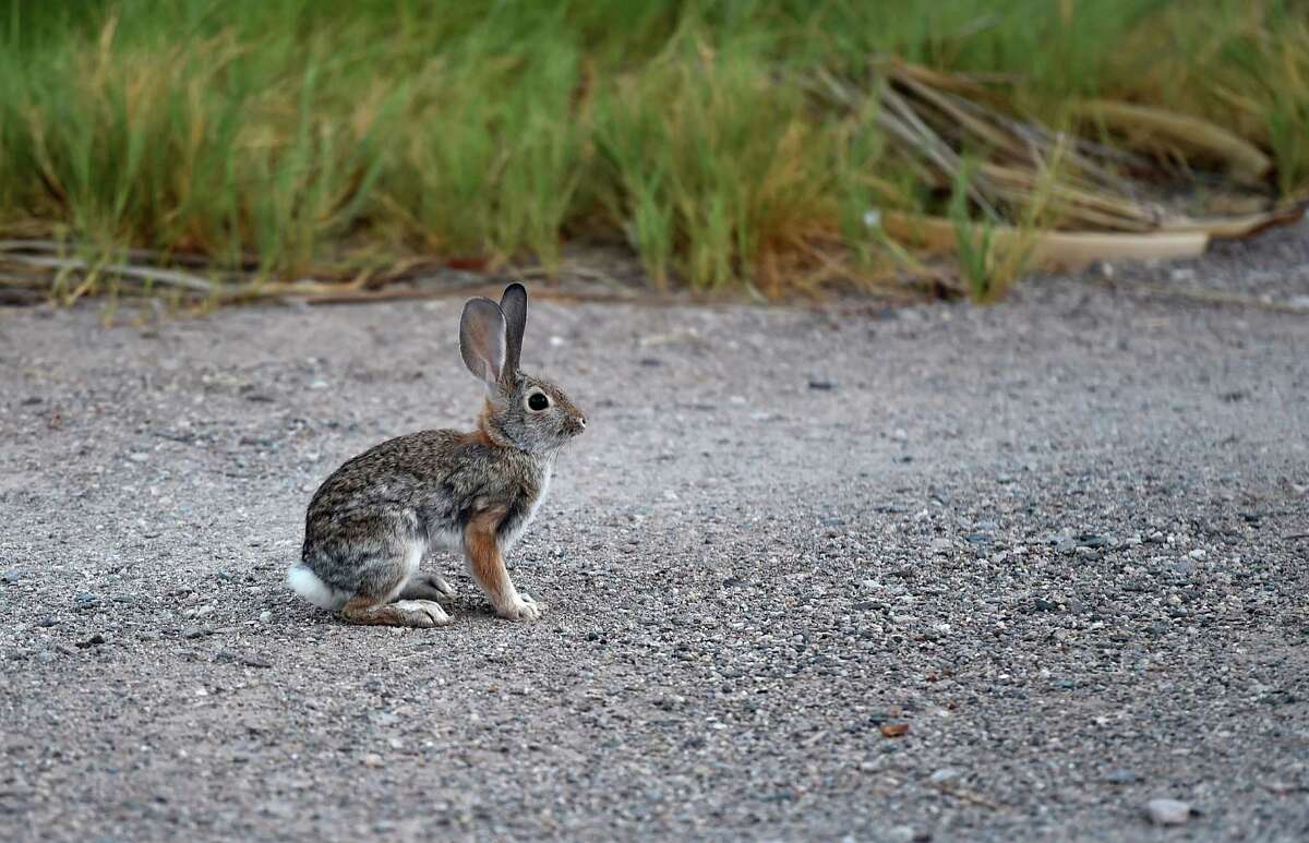 Bay Area lab scolded for putting live rabbit in freezer