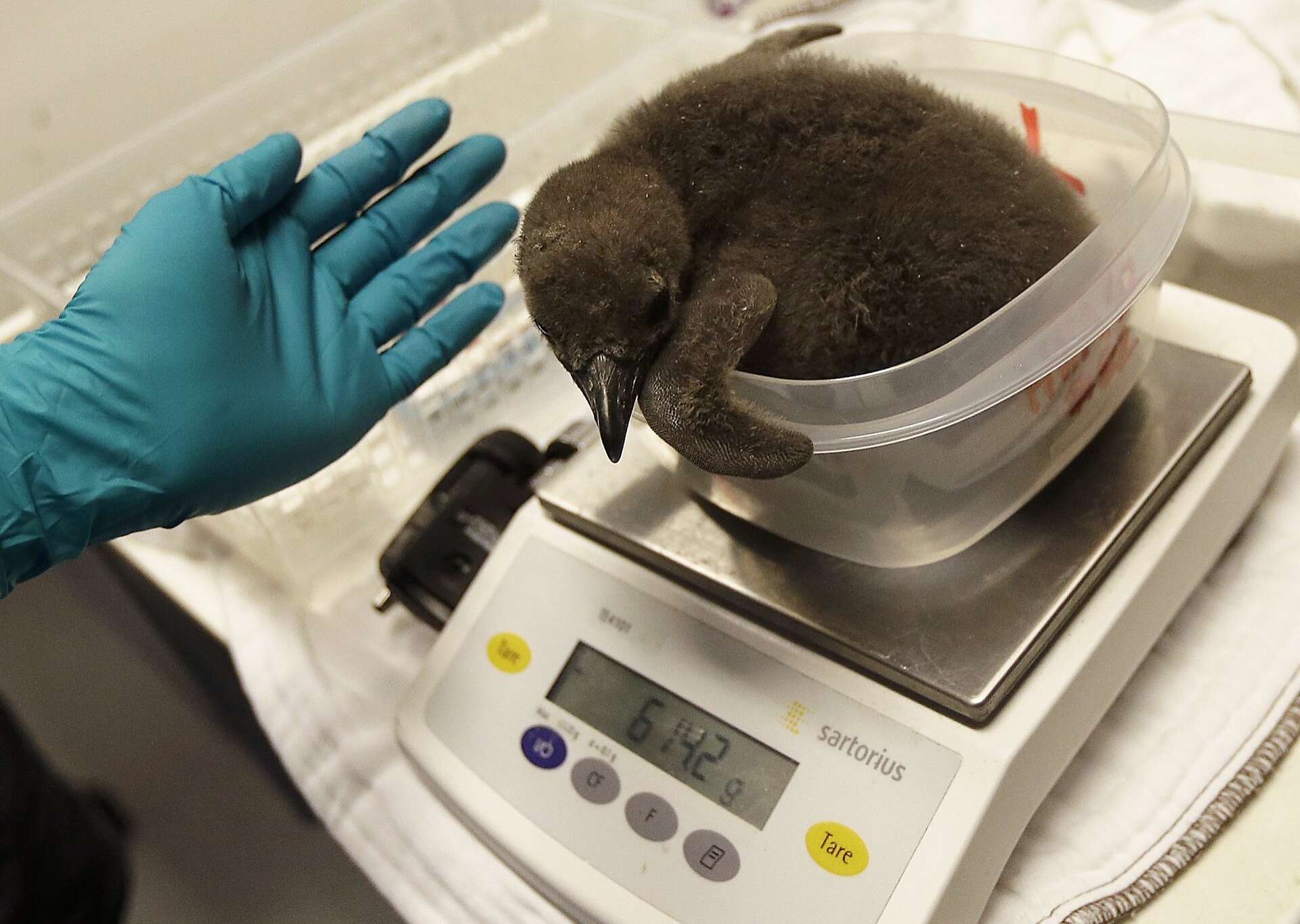 2 African penguin chicks hatch at Academy of Sciences