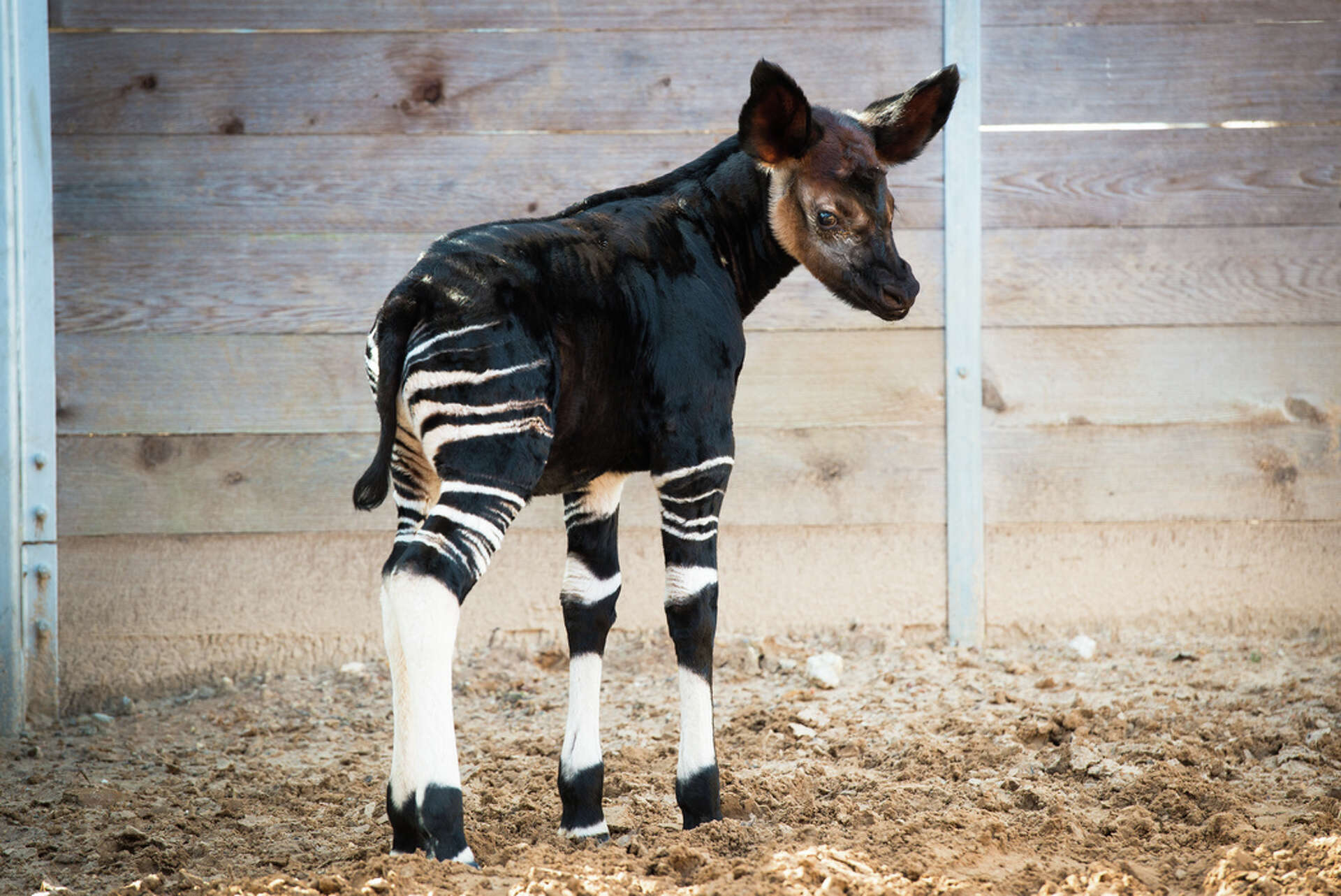 New baby is first of its kind born at Houston Zoo