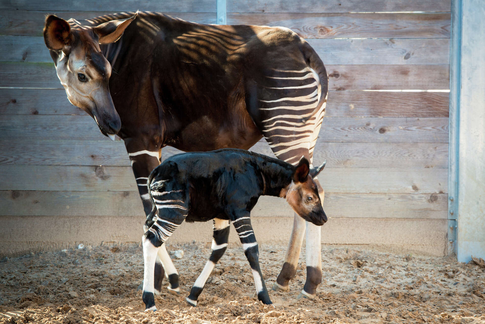 New baby is first of its kind born at Houston Zoo