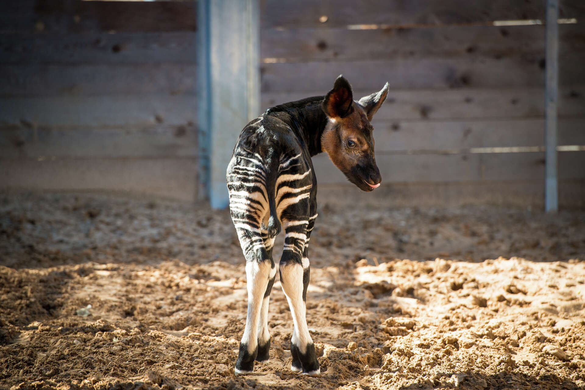 New baby is first of its kind born at Houston Zoo