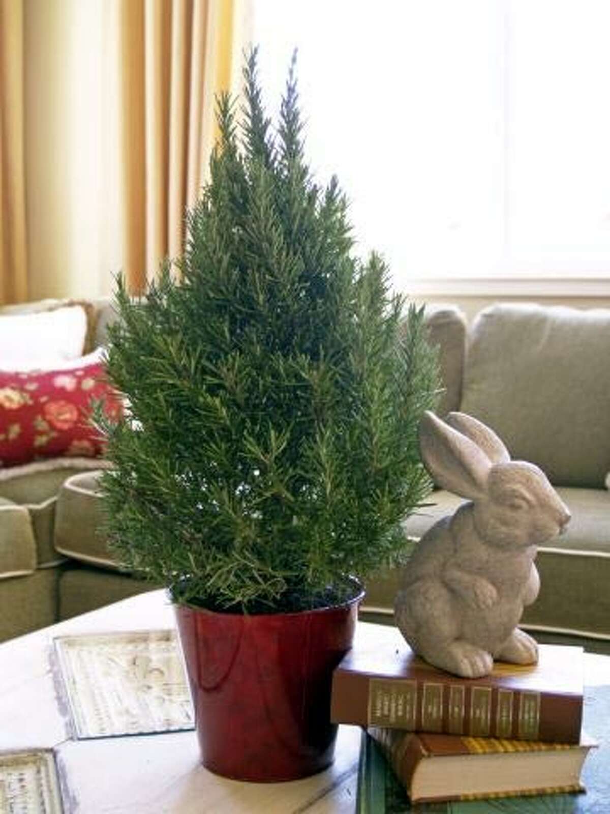 Rosemary Christmas Tree