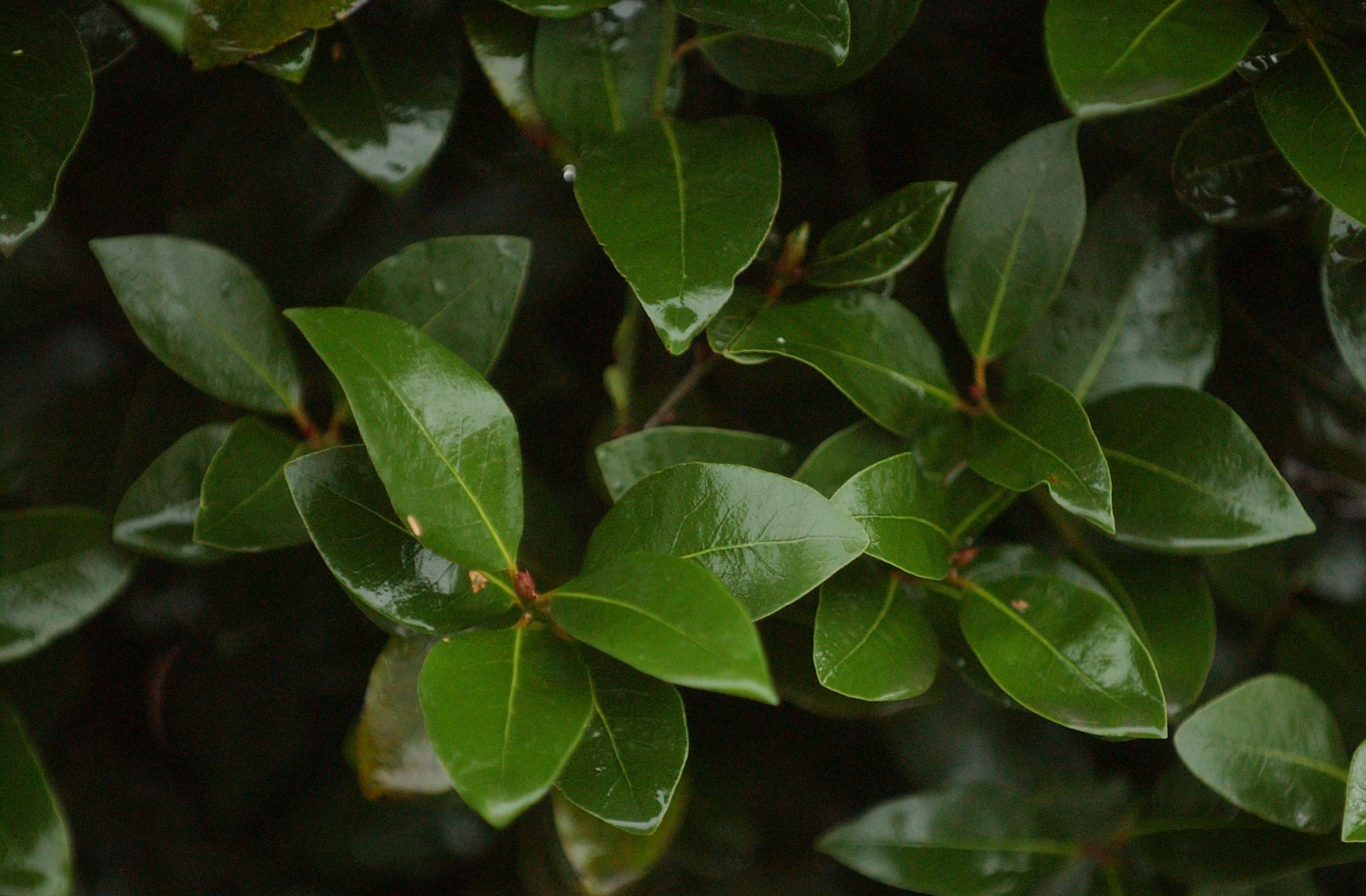 Neil Sperry answers your garden questions