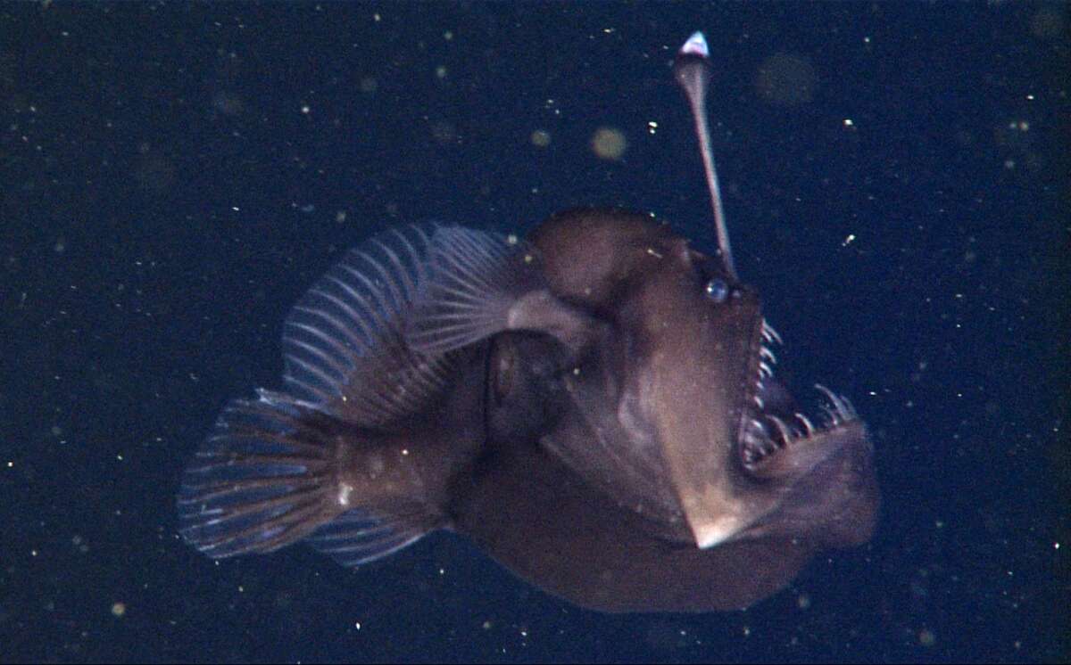 Rare 'black seadevil' anglerfish caught on film in Monterey Bay