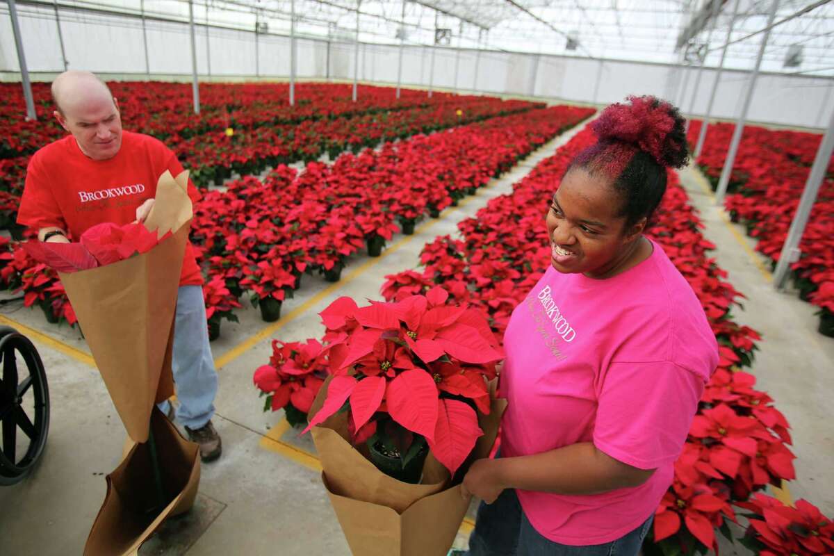 Brookwood's 46,500 poinsettias ready for the holidays