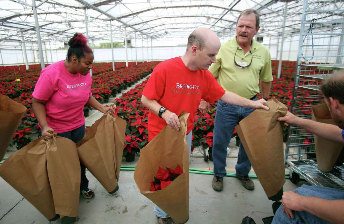 Brookwood's 46,500 poinsettias ready for the holidays