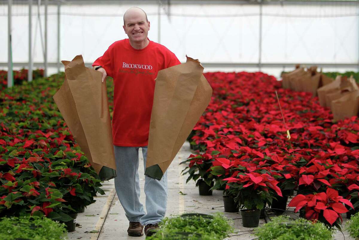 Brookwood's 46,500 poinsettias ready for the holidays