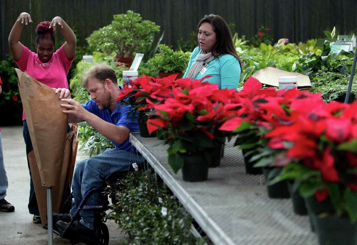 Brookwood's 46,500 poinsettias ready for the holidays