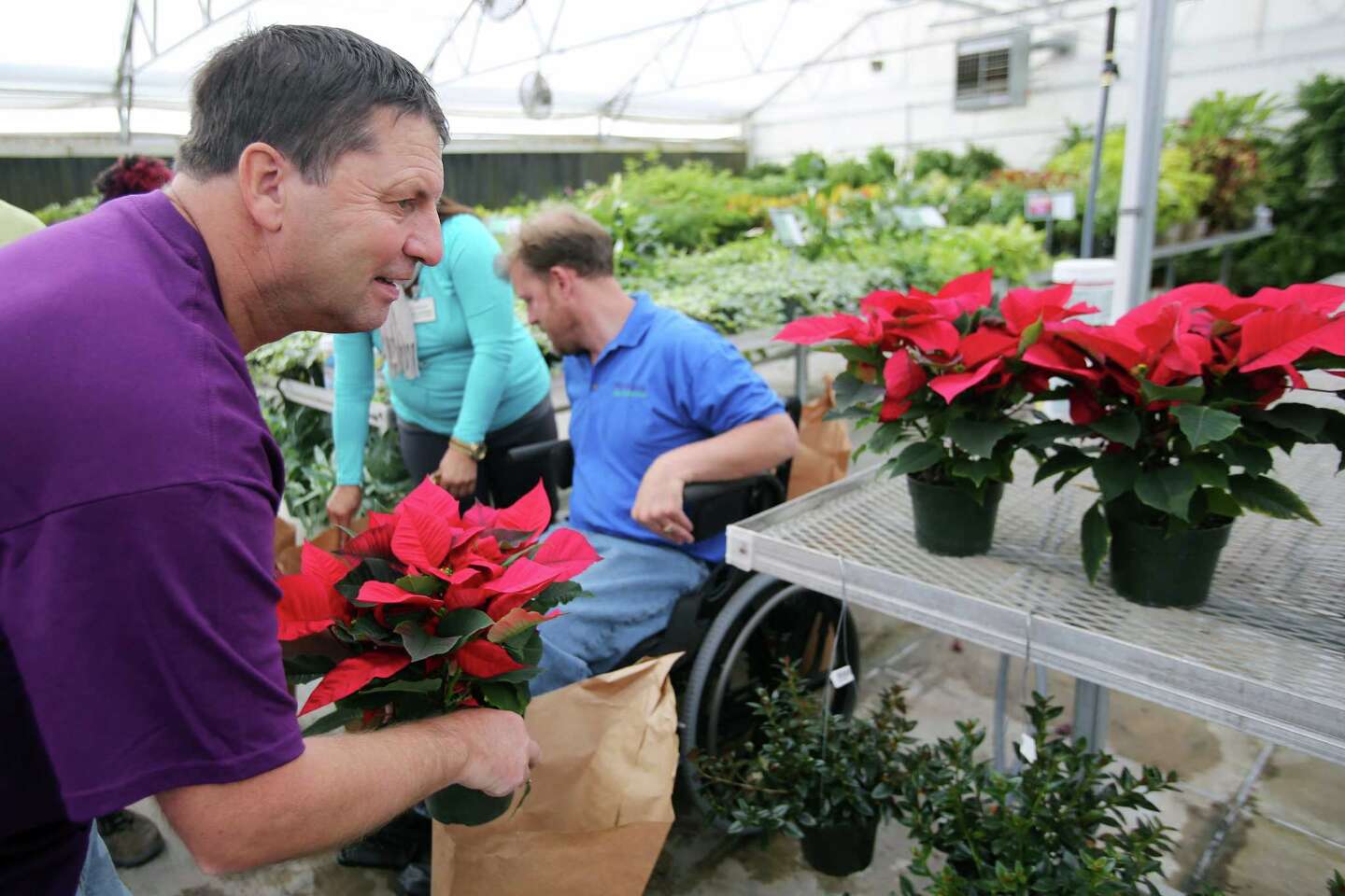 Brookwood's 46,500 poinsettias ready for the holidays