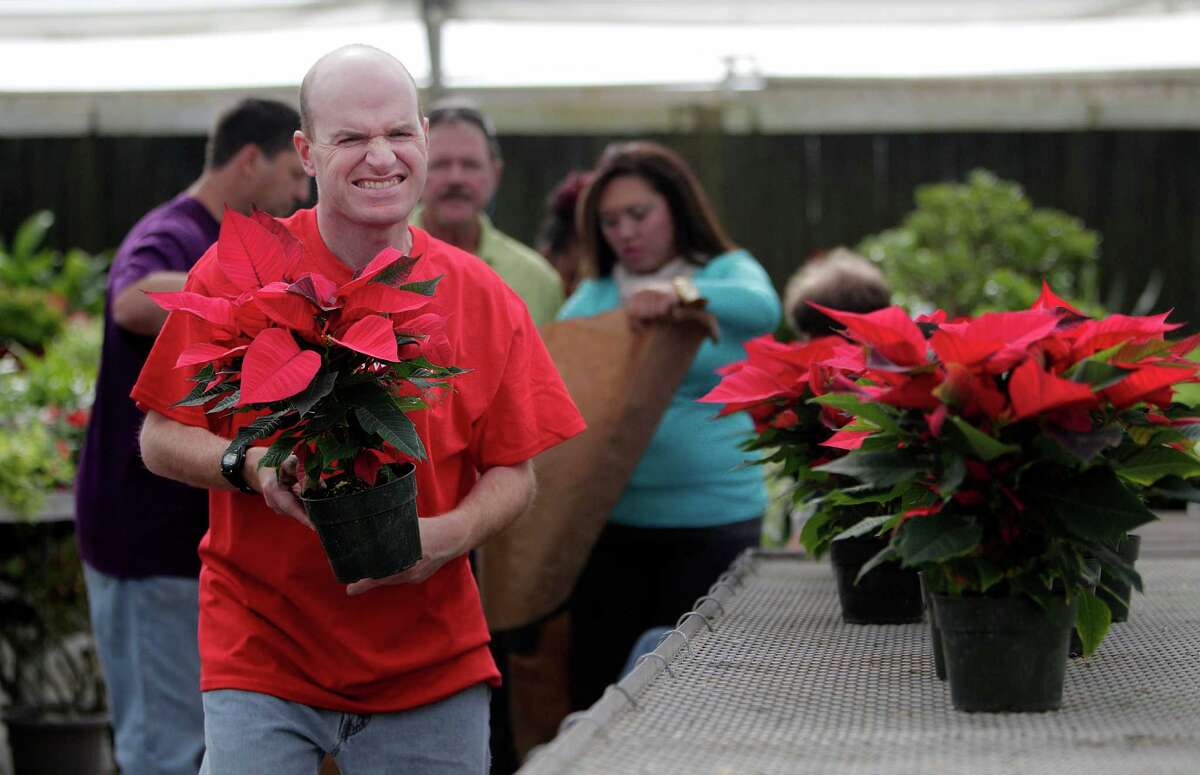 Brookwood's 46,500 poinsettias ready for the holidays