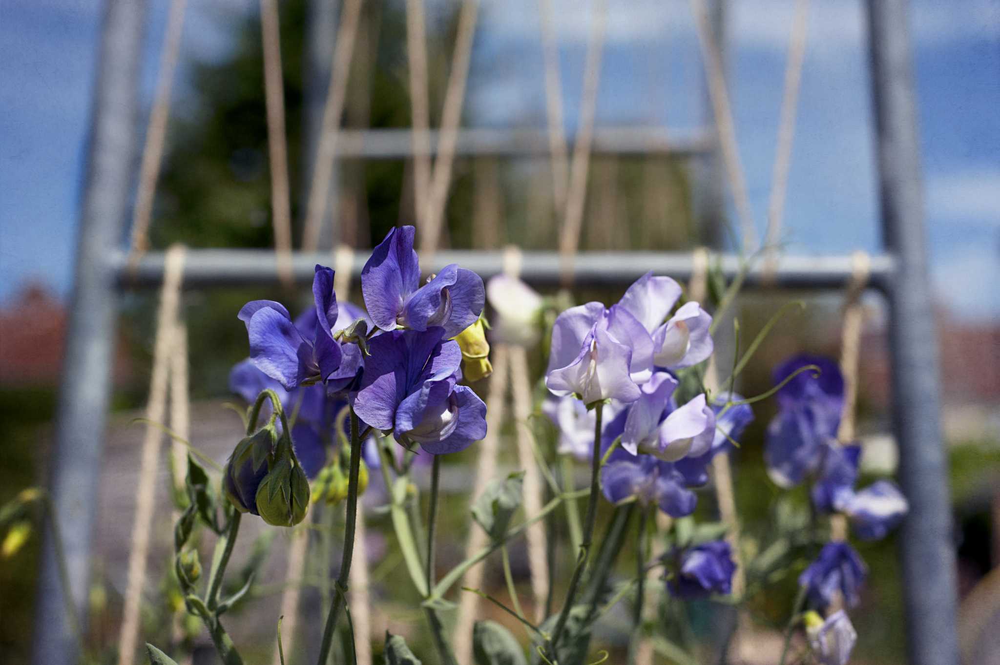 Calvin Finch: Success is sweet when sweet peas bloom