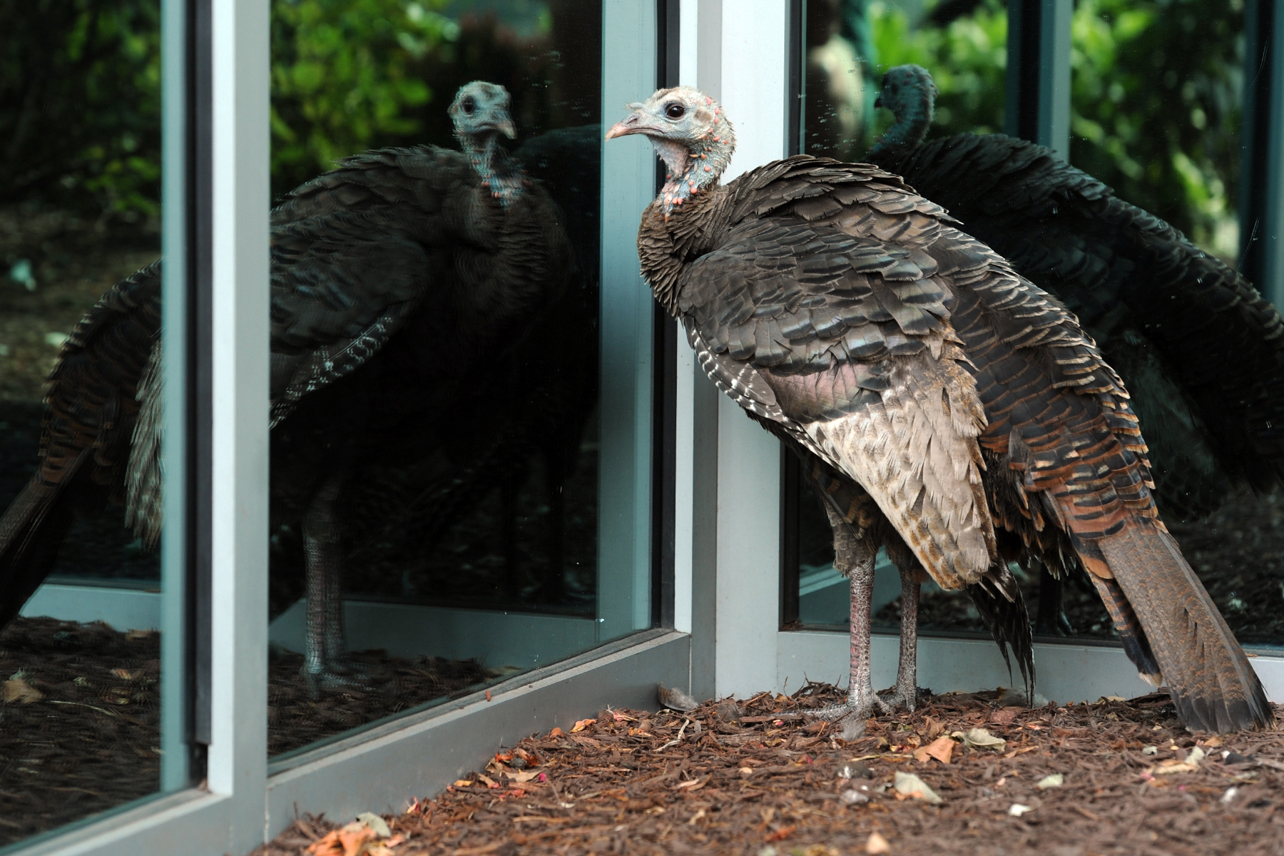 Murder most fowl; Bridgeport's wild turkey killed