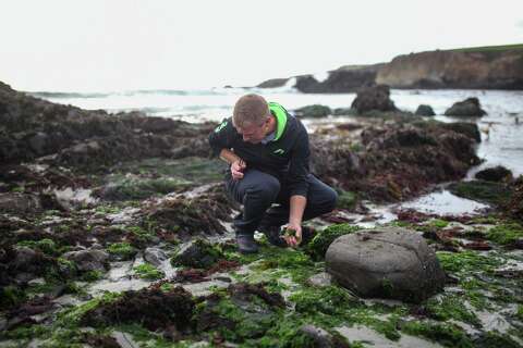 Aubergine chef Justin Cogley forages for flavors in Monterey Bay