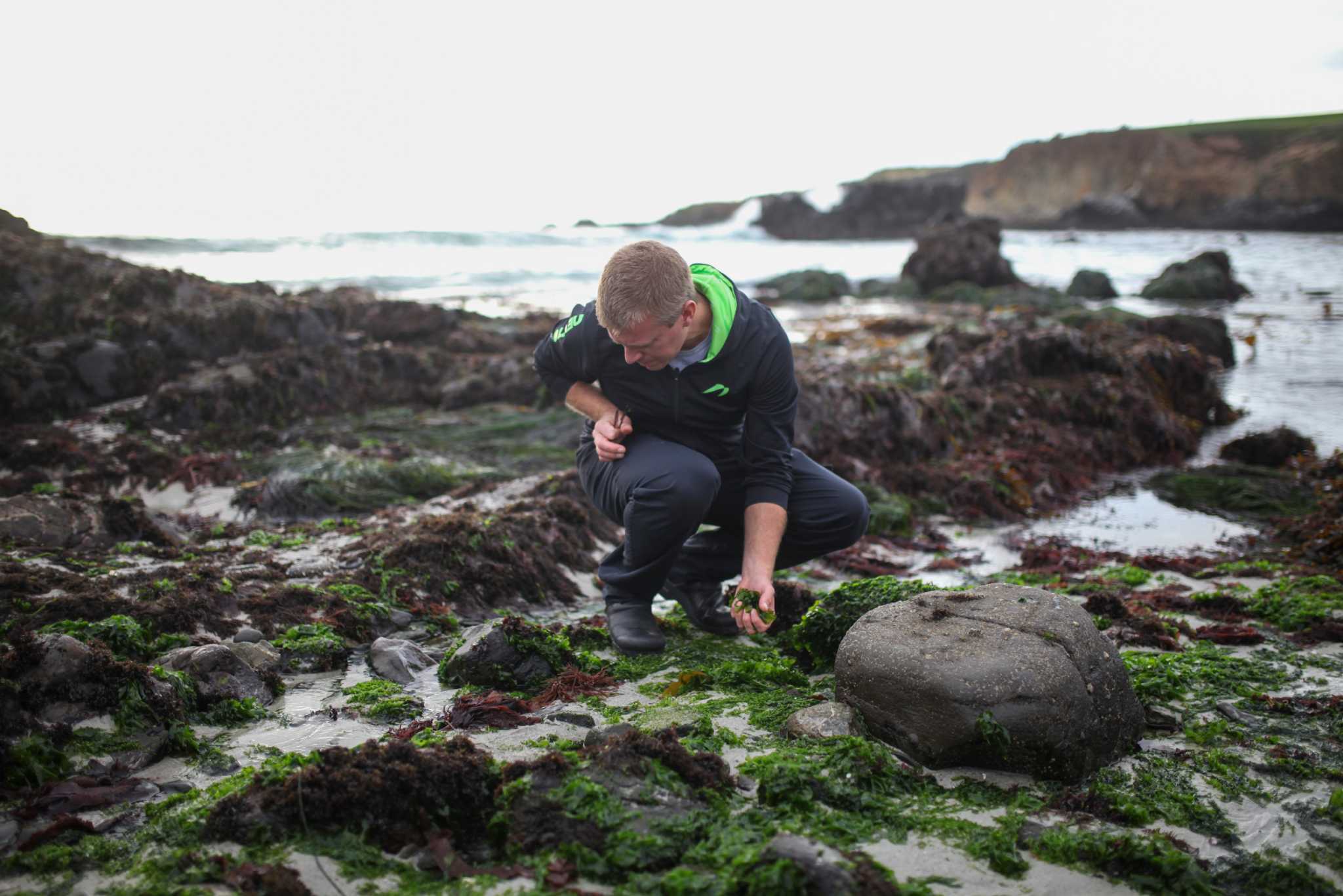Aubergine chef Justin Cogley forages for flavors in Monterey Bay