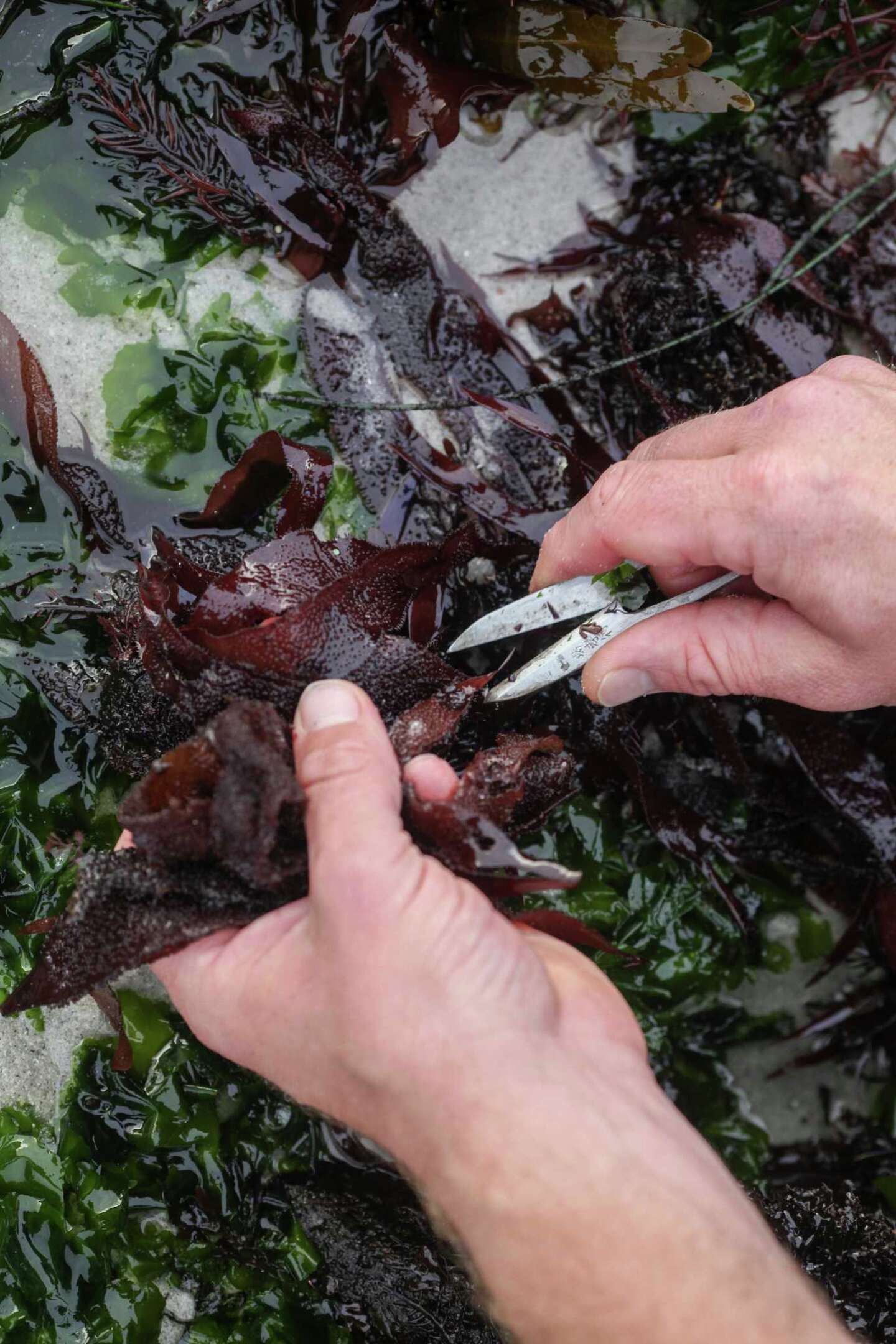 Aubergine chef Justin Cogley forages for flavors in Monterey Bay