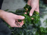 Aubergine chef Justin Cogley forages for flavors in Monterey Bay