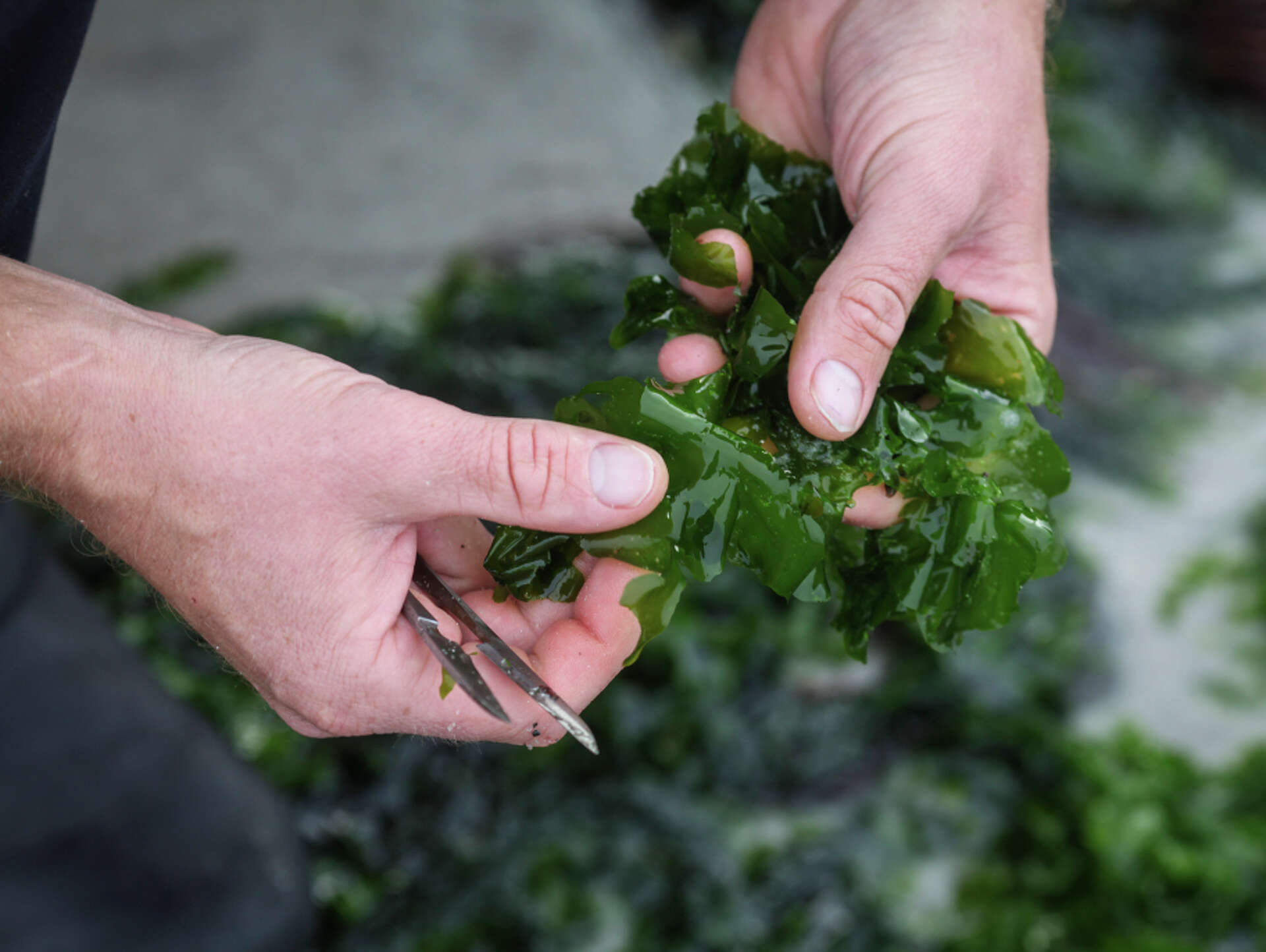 Aubergine chef Justin Cogley forages for flavors in Monterey Bay