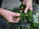 Aubergine chef Justin Cogley forages for flavors in Monterey Bay