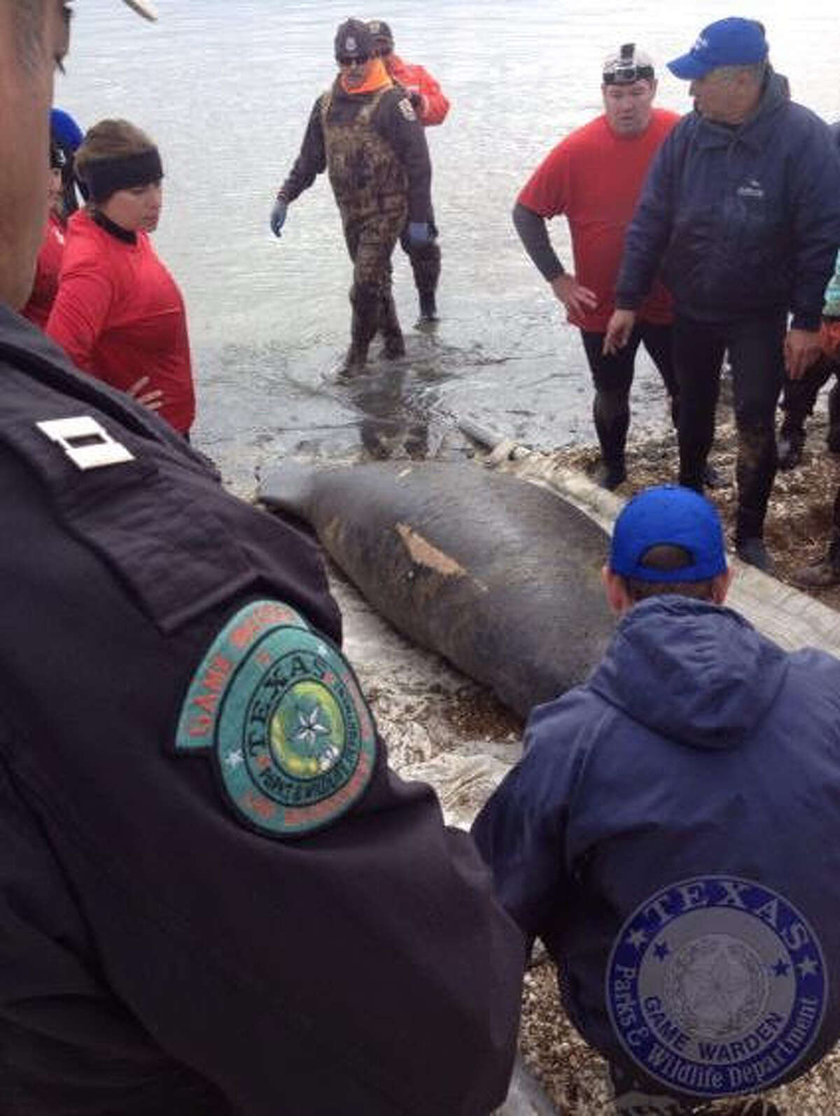 Manatee rescued from Trinity Bay; en route to Sea World