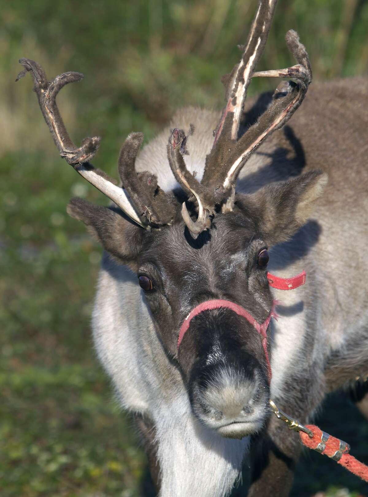 Reindeer make holiday visit to Cal Academy
