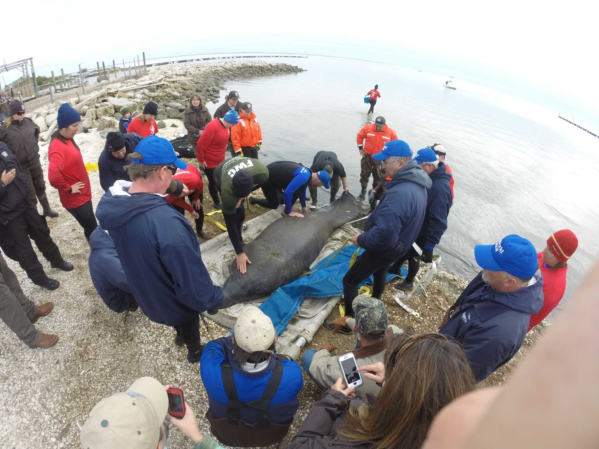 Volunteers brave chilly water in painstaking manatee rescue